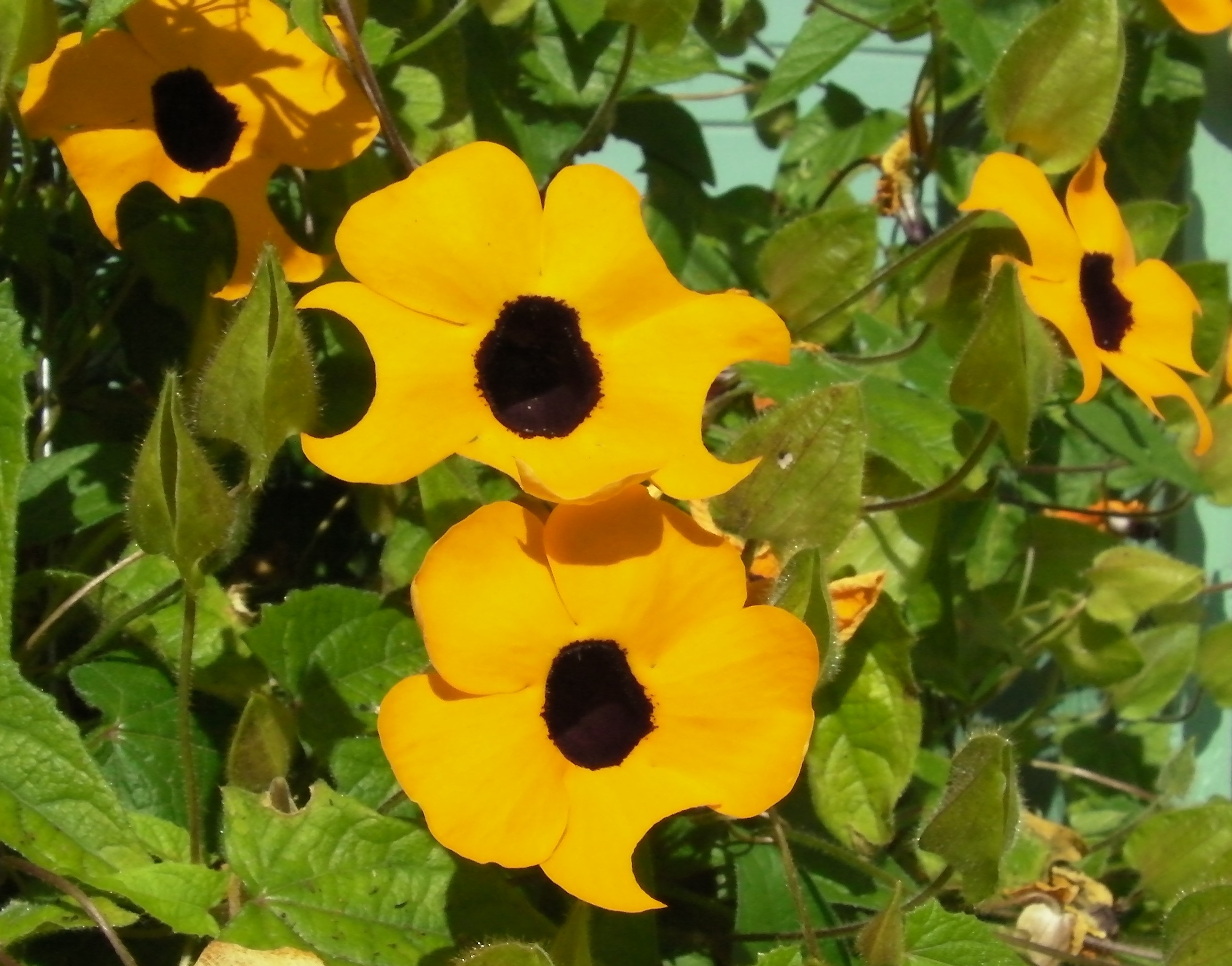 Leaf cutting bees | Adventures in Natural Beekeeping