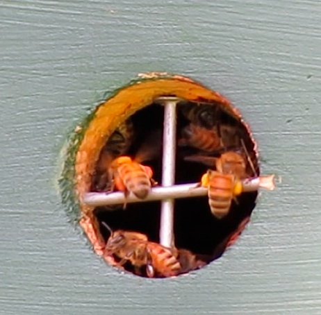 Bait Hives | Adventures in Natural Beekeeping