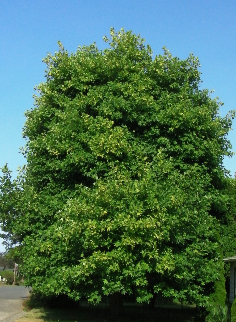 Tulip Tree | Adventures in Natural Beekeeping