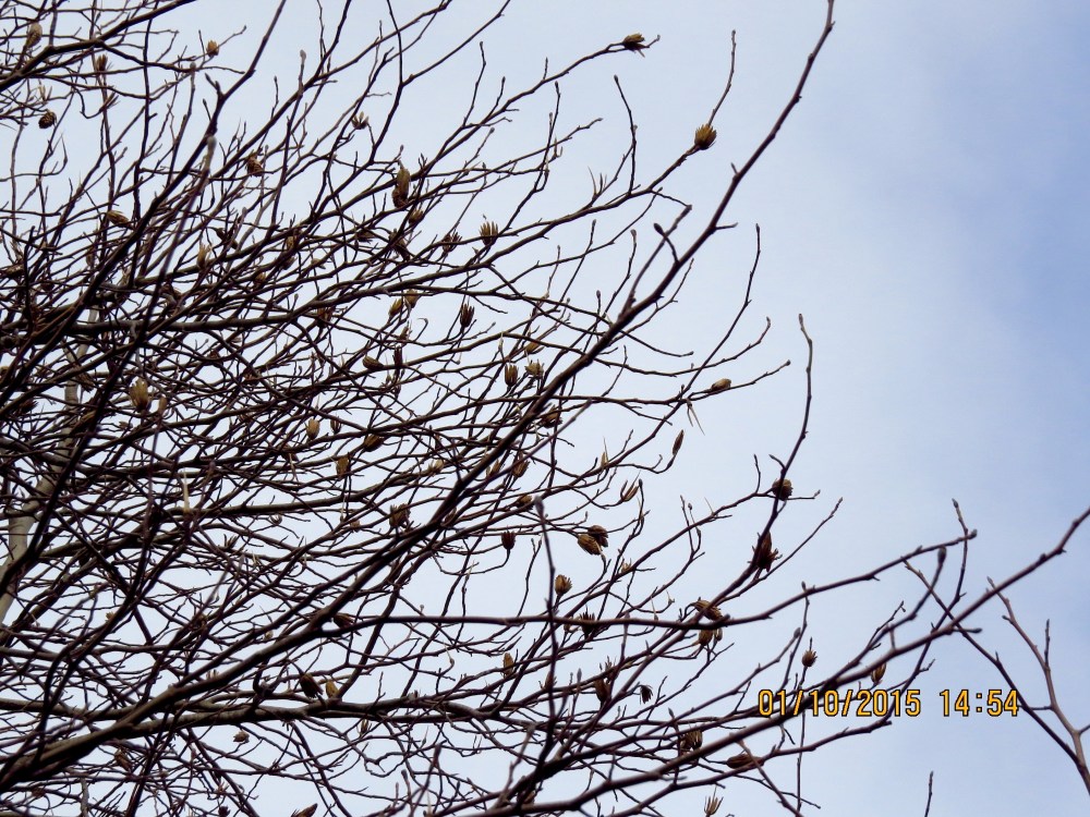 tulip poplar | Adventures in Natural Beekeeping