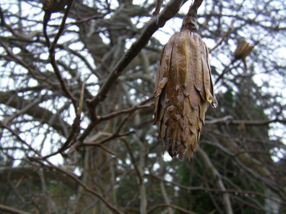 tulip poplar | Adventures in Natural Beekeeping