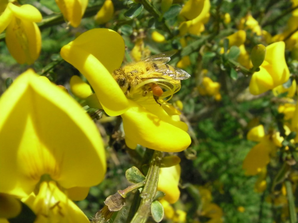Bees on Broom…Scotch Broom | Adventures in Natural Beekeeping