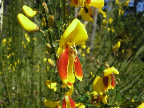 Bees on Broom…Scotch Broom | Adventures in Natural Beekeeping