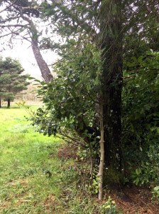 Tree hive | Adventures in Natural Beekeeping