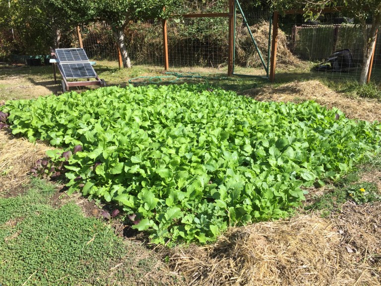 Turnips, a Cover Crop You Can Eat | Adventures in Natural Beekeeping