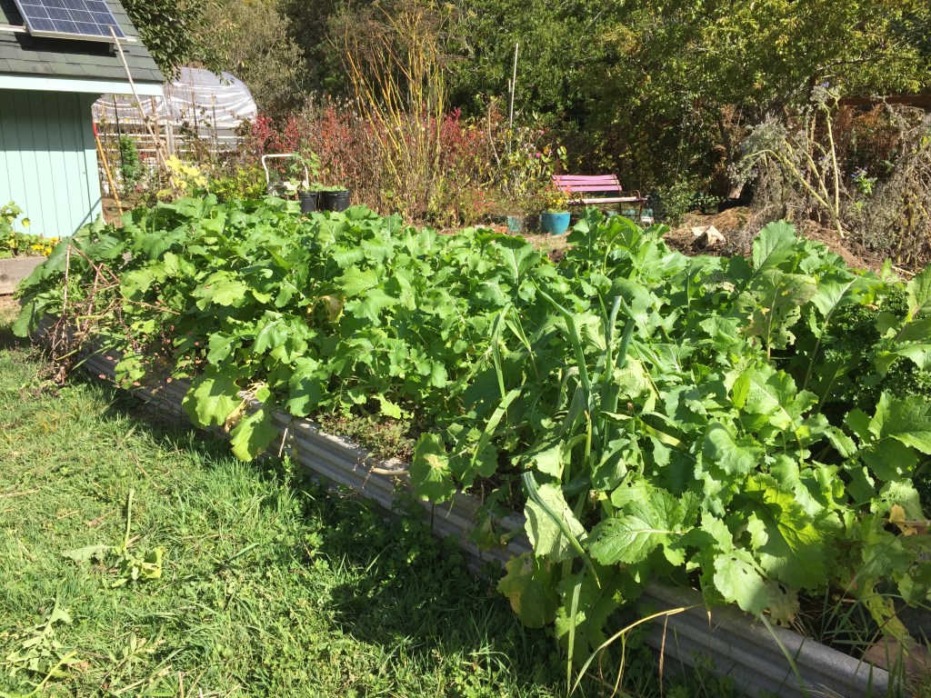 Turnips, a Cover Crop You Can Eat | Adventures in Natural Beekeeping