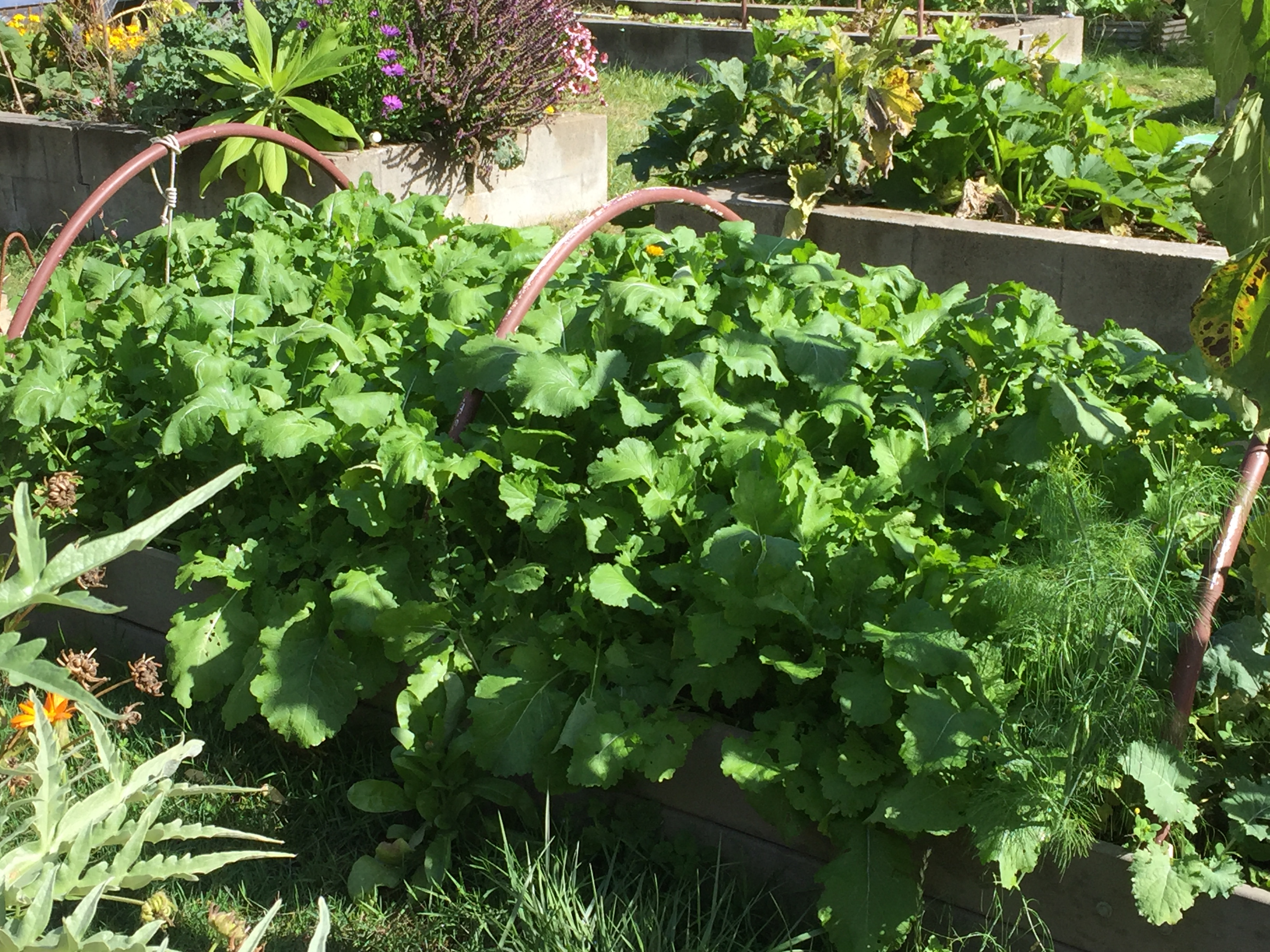 Turnips, a Cover Crop You Can Eat | Adventures in Natural Beekeeping