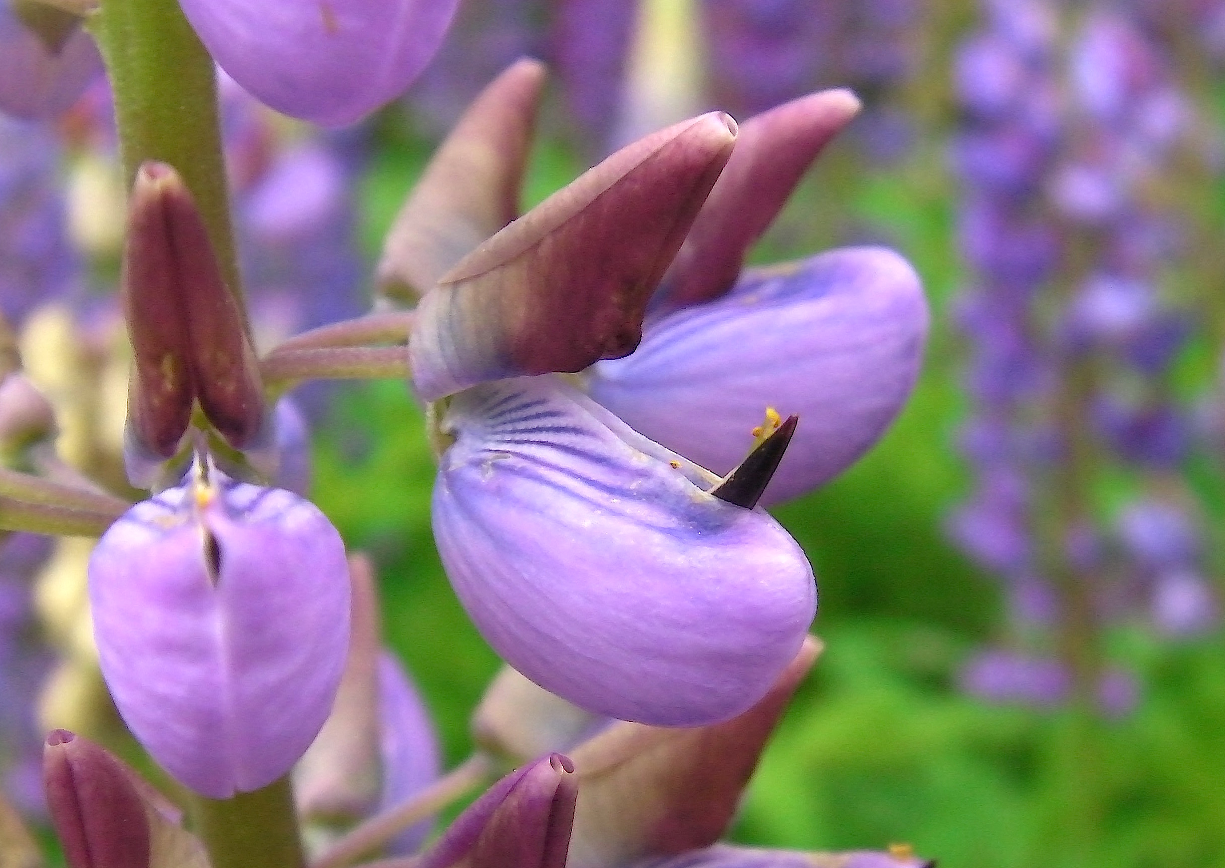 Lupines Get Pollinated…and It’s Complicated | Adventures in Natural ...