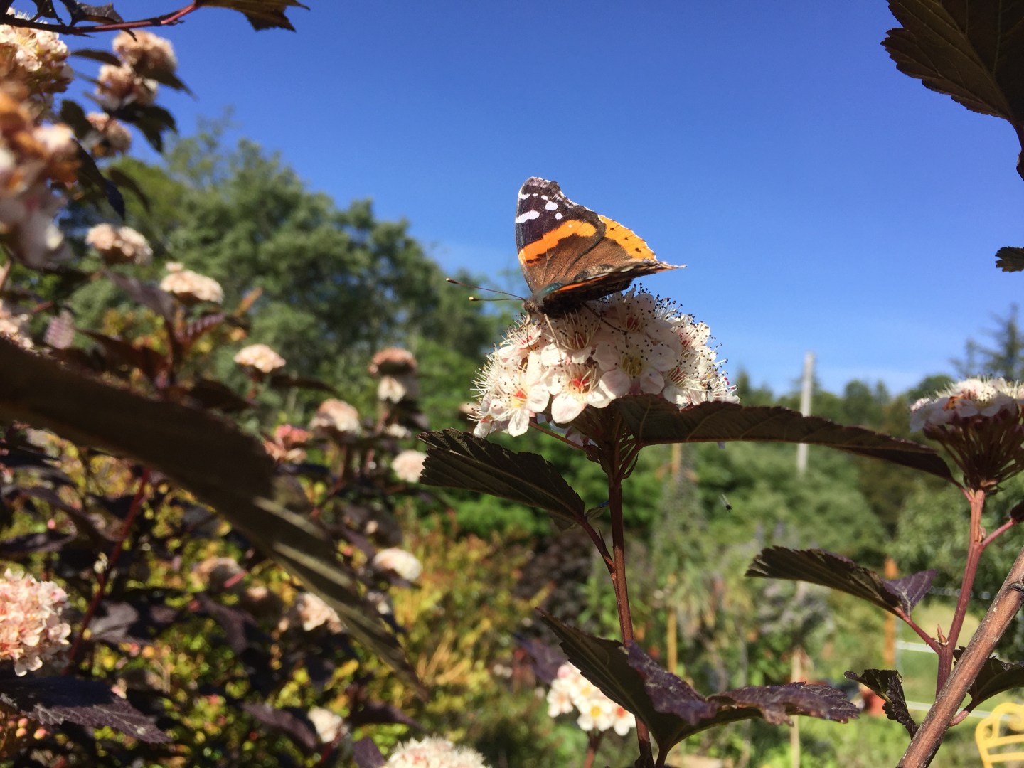 honey bees | Adventures in Natural Beekeeping